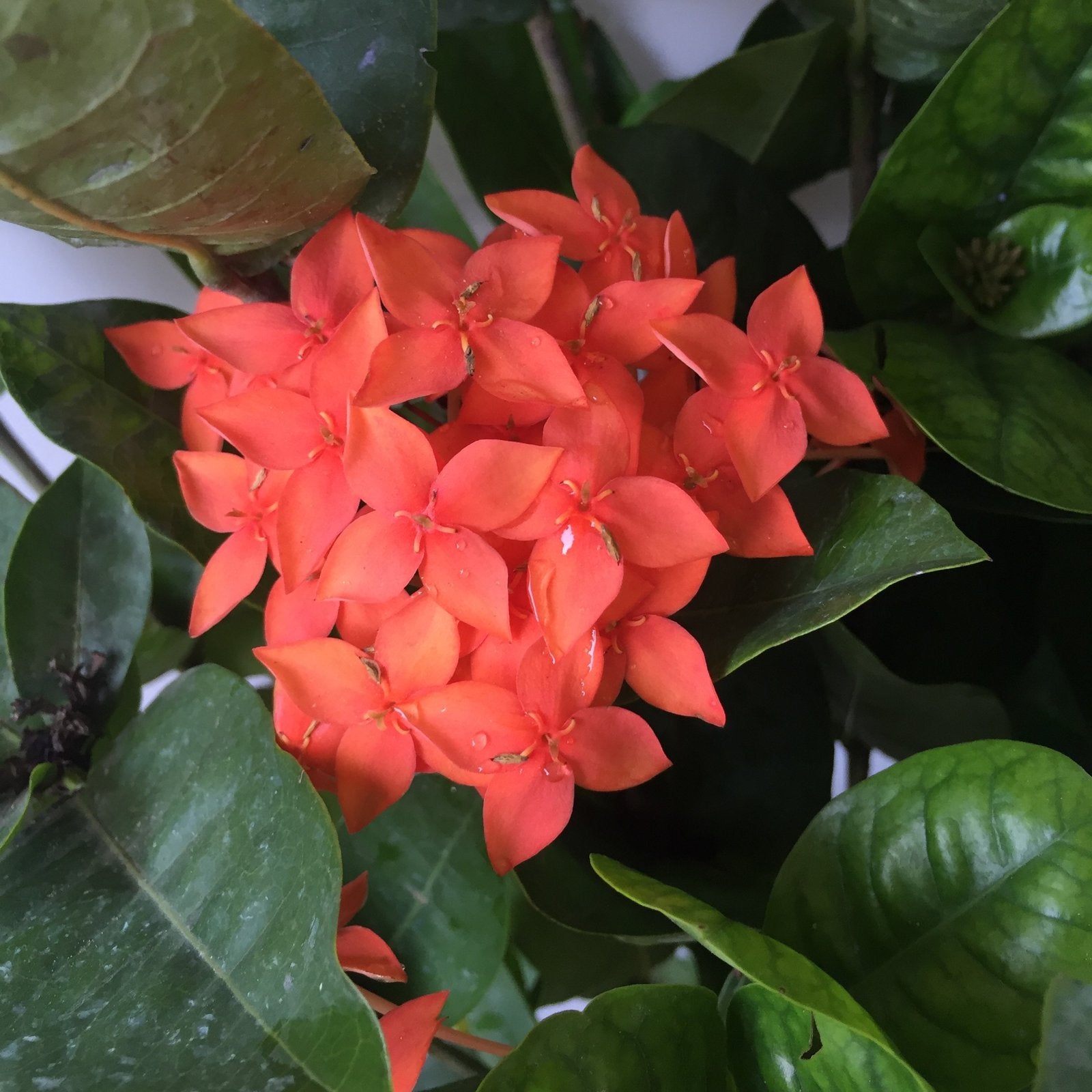 Ixora Coccinea Orange – My Store