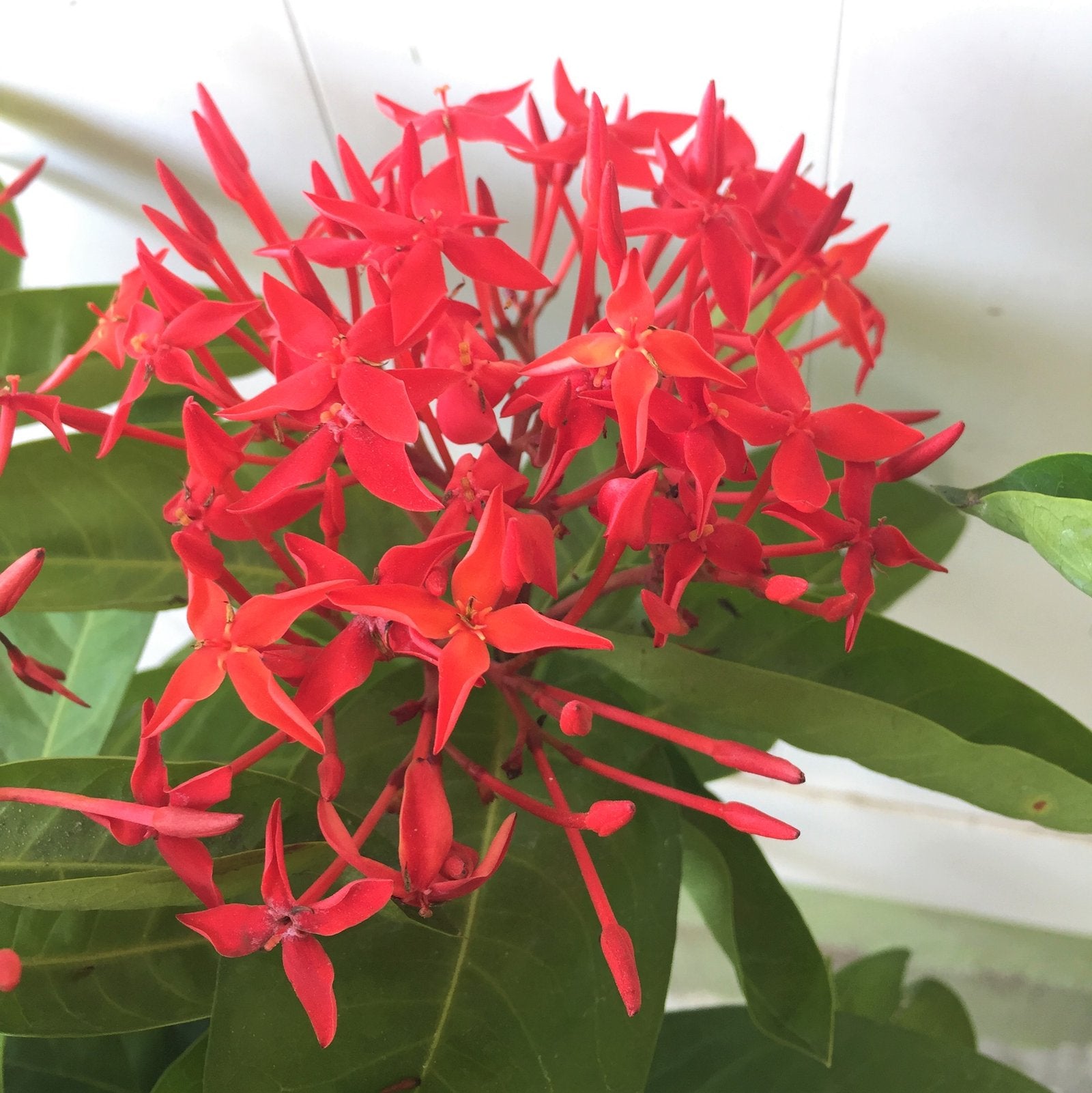 Ixora Coccinea Red – Souq Garden